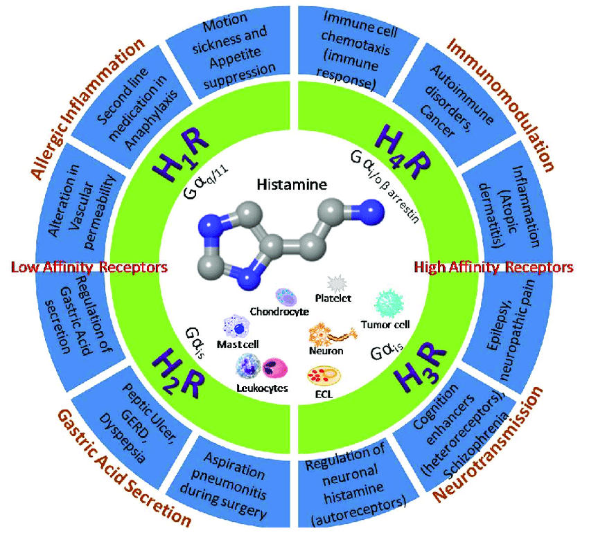 Classification-of-histamine-receptors-H-1-R-H-4-R-in-relation-to-their ...