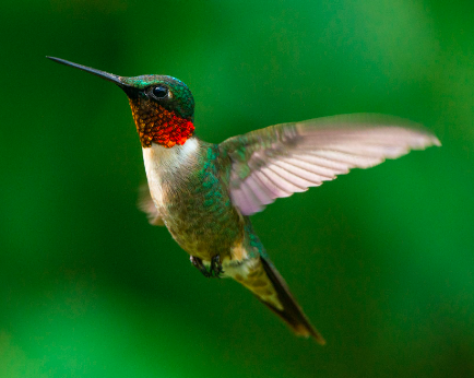 The Hummingbird Device: A Revolutionary Breakthrough in Ear Tube ...